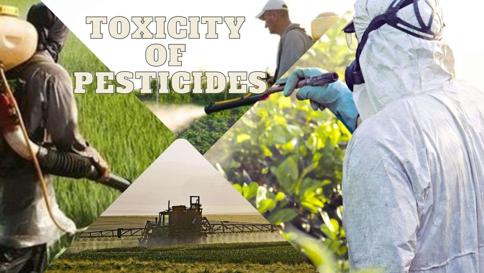 Pesticide Toxicity PESTICIDE TOXICITY | PPT